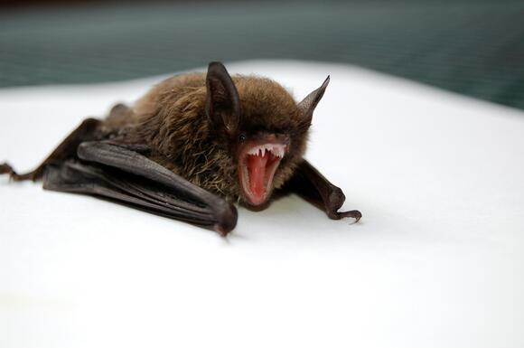 The Effect of Space Weather on Earth’s Wildlife: How Solar Flares and ...