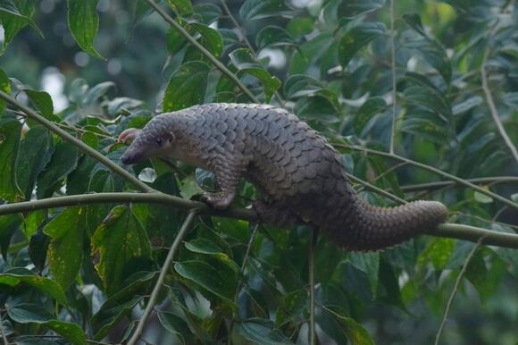 10 of the Most Poached Animals in 2025 - NewsBreak