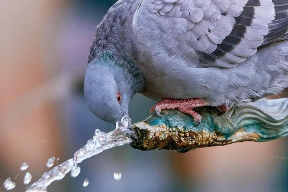 Are Pigeons Smarter Than You Think? Uncovering Urban Bird Intelligence ...