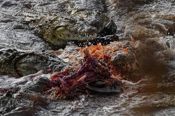 Witness the Tragic Fate of a Zebra Caught in a Croc-Filled Pit and then ...