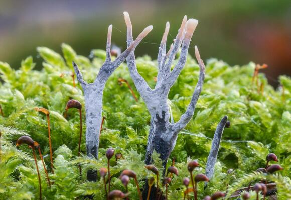The Power of Mycorrhizal Fungi: How Underground Fungal Networks Keep ...