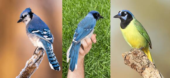 Meet The "Grue Jay": A Bizarre Rare Bird Spotted In Texas Is A Unique ...