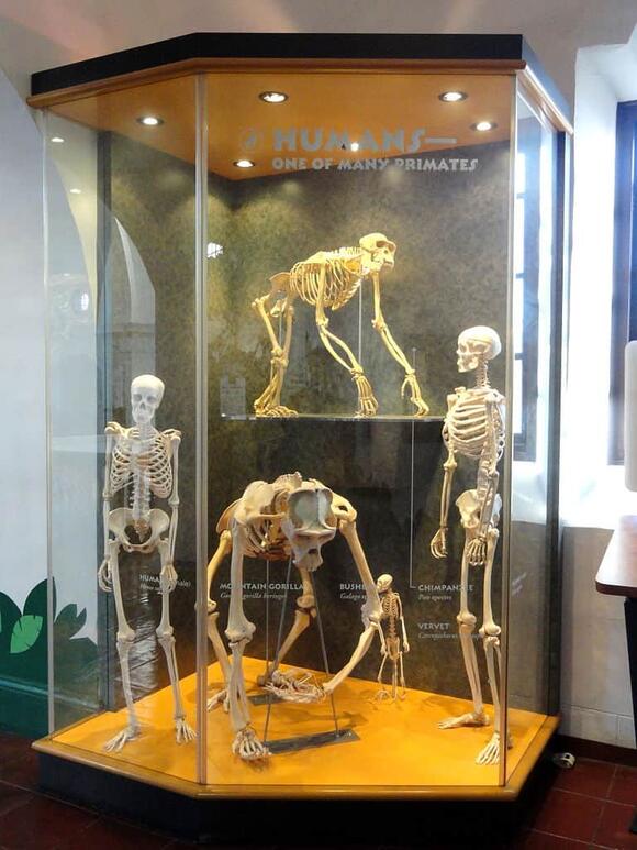 The Extinct Giant Orangutan, Gigantopithecus, That Roamed Asia - NewsBreak