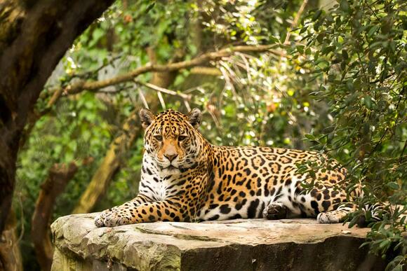 The Leopard in African Royalty and Storytelling - NewsBreak