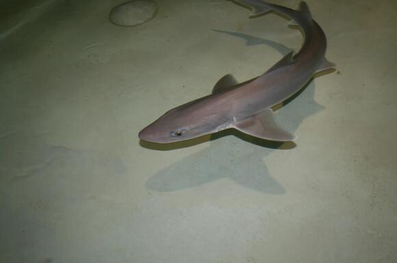 13 Sharks in New York Waters You Need to Know About - NewsBreak