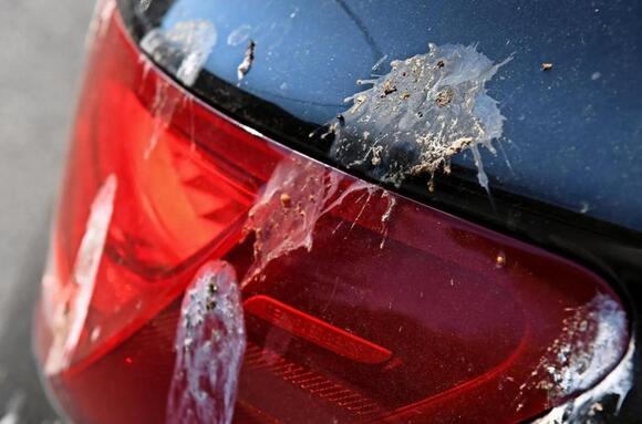 Why Bird Droppings Are Dangerous and How to Remove Them from Your Car ...
