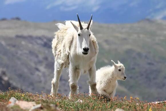 Colorado’s Gray Wolf Plan Is on Hold — What Happens Now? - NewsBreak