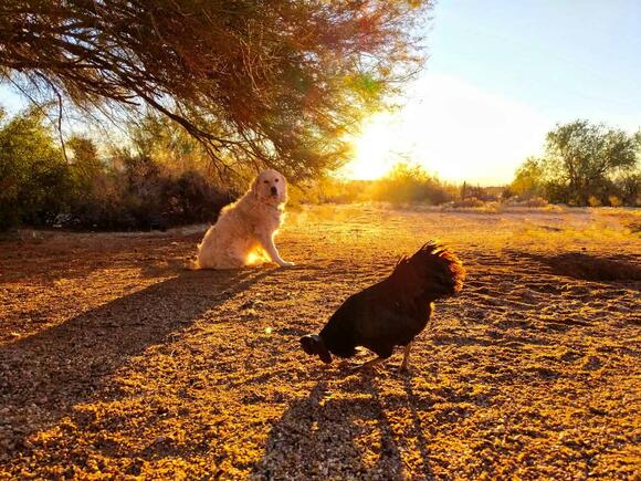 12 Most Unusual Animal Friendships That Defy Nature - NewsBreak