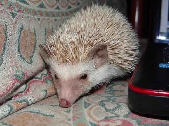 The African Pygmy Hedgehog – A Nocturnal Charm in Miniature - NewsBreak