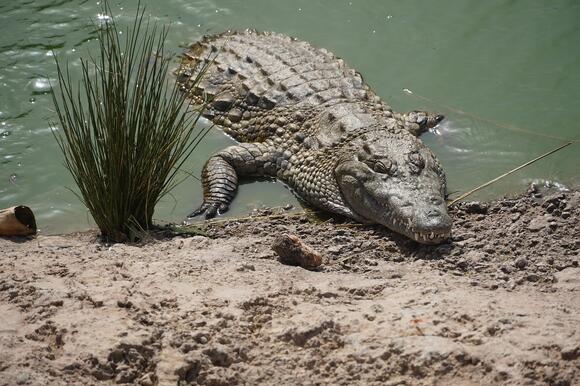 The 5 U.S. Lakes Where Alligators Are Making a Comeback - NewsBreak