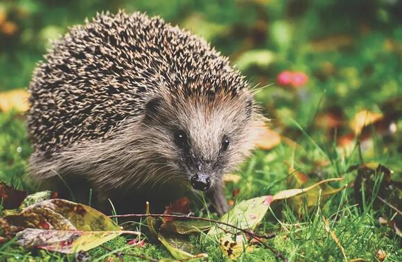 How to Make Your Garden Safe for Foraging Nocturnal Wildlife - NewsBreak
