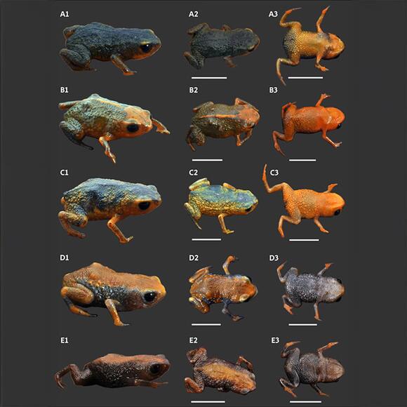 This Tiny Neon Frog Dwells in the Clouds - NewsBreak