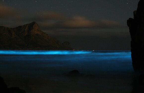 The Fascinating World of Bioluminescence in Animals - NewsBreak