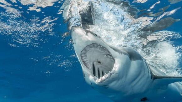 Florida Divers Stumble Upon a Prehistoric Shark Jaw - NewsBreak
