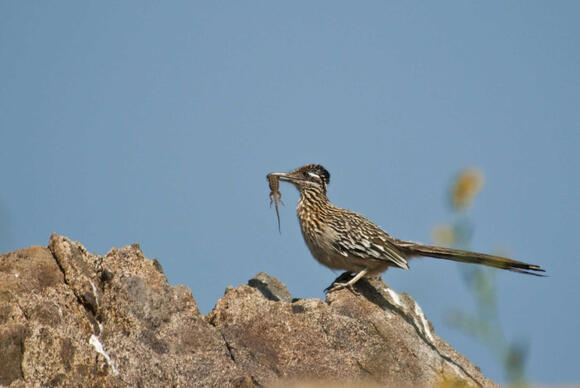 21 Animals That Call Joshua Tree Home - NewsBreak