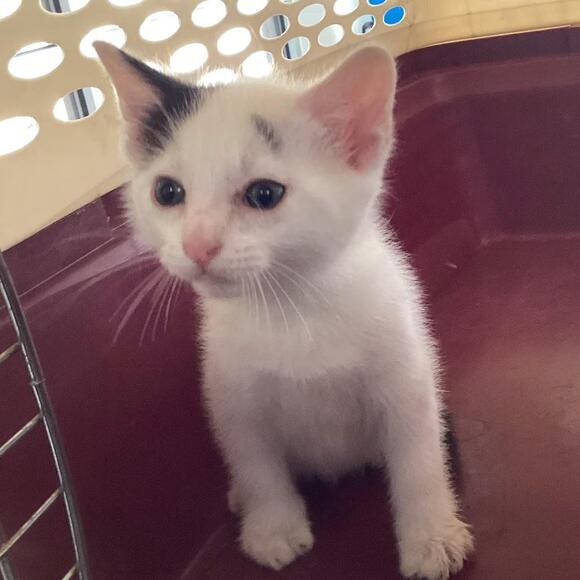 🐱 Playful Kittens and a Sweet Senior Cat Ready for Adoption in ...