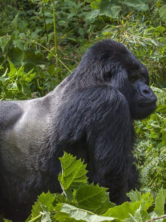 Why Rwanda Is the Best Place to Trek with Mountain Gorillas - NewsBreak