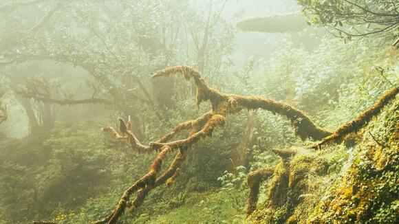 Could These Long-Lost Prehistoric Ecosystems Be Hiding New Life Forms ...