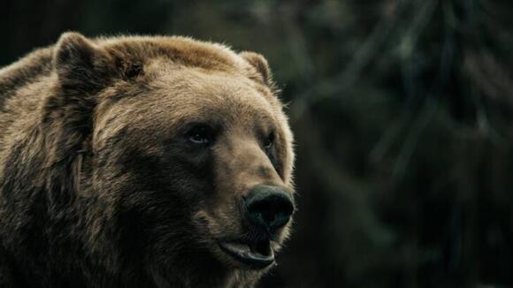 What The Bear Spirit Animal Says About Your Personality - NewsBreak