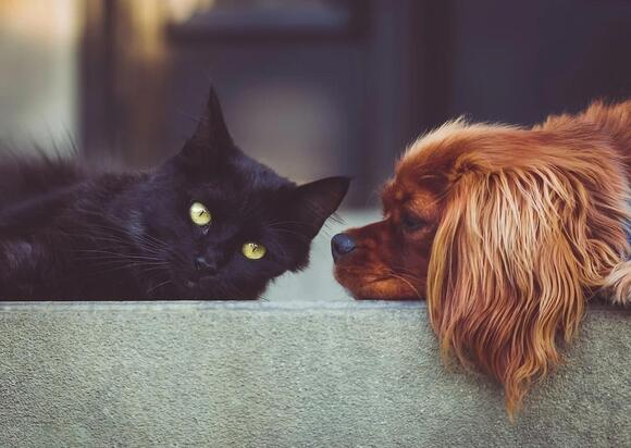 What Happens When Cats and Dogs Grow Up Together? - NewsBreak