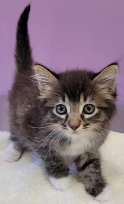 🐱 Playful & Loving Cats Ready for Adoption in Eugene - NewsBreak