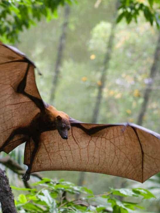 The Largest Bat in the World: The Majestic Flying Fox - NewsBreak