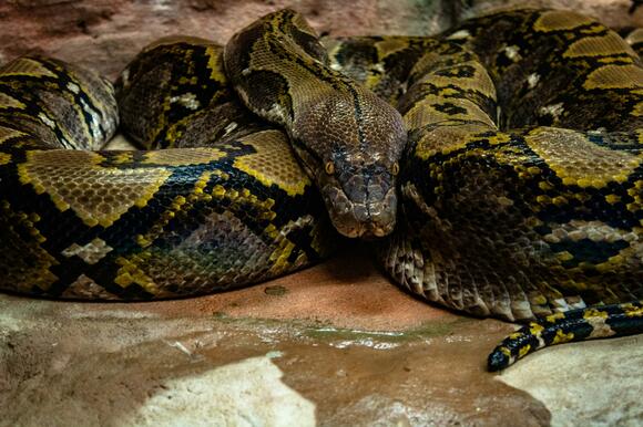 9 Invasive Species and Their Impact on Native Ecosystems - NewsBreak