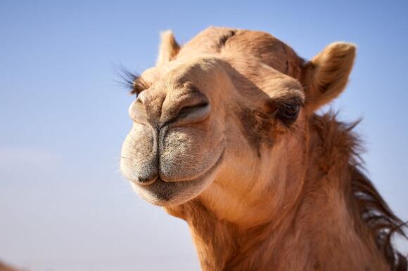 Cedar Point Visitors Freaked Out After Camel Escapes in Viral Video