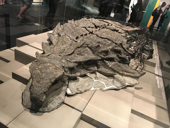 Meet 10 Thyreophorans: Shield Wearing Dinosaurs - NewsBreak