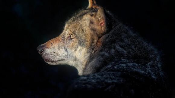 The Zodiac Signs Which Share the Strongest Bond With Wolves - NewsBreak