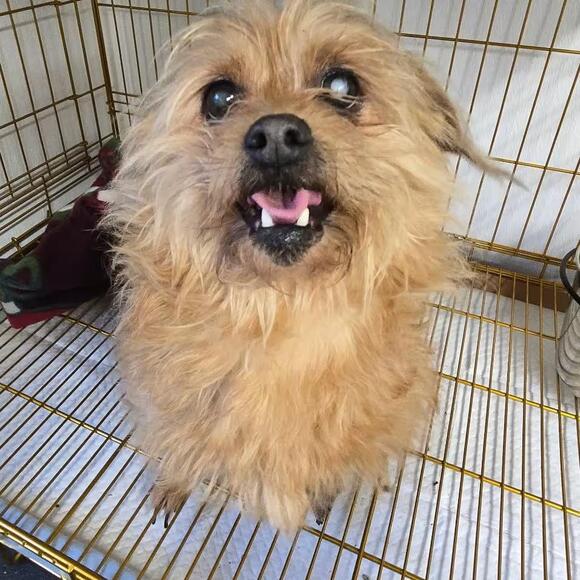 🐶 Playful, Gentle & Loyal Dogs Ready for Adoption in Pennsville - NewsBreak