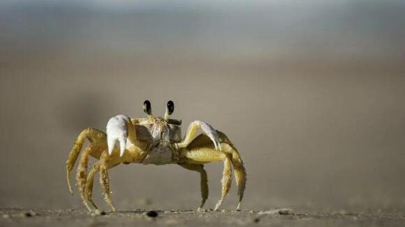 16 Creatures That Thrive in Complete Darkness - NewsBreak