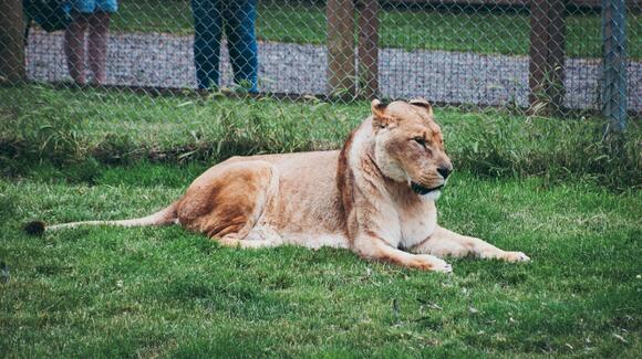 6 Times Big Cats Formed Unlikely Bonds With Humans - NewsBreak