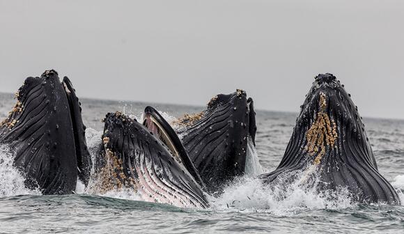 How Barnacles Hitchhike on Whales and Change Marine Ecosystems Without ...