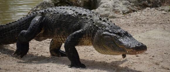 Alligator vs. Crocodile: 6 Key Differences and Who Wins in a Fight ...