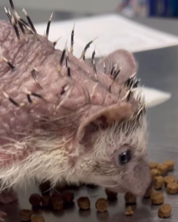 Rescue Hedgehog’s Journey To Recovery Is Filled With Love After He Lost ...