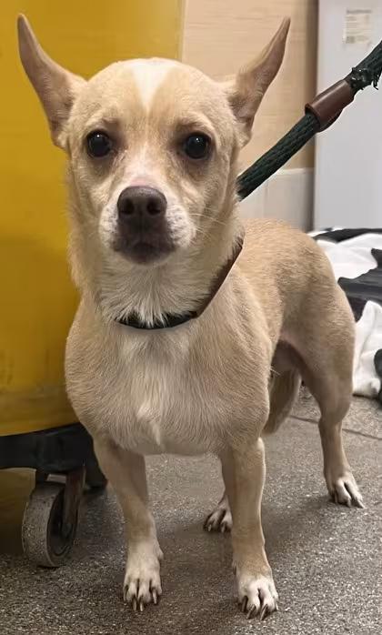 🐶 Playful, Loyal & Loving Dogs Ready for Adoption in Honolulu - NewsBreak
