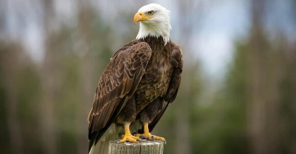 Bald Eagle Population by State in 2024 - NewsBreak