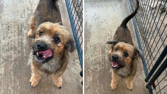 Meet Gigi: The Lap-Loving, Heart-Stealing Rescue Dog Ready for Her New ...