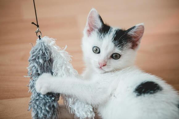 10 Reassuring Habits That Strengthen Cat-Human Trust - NewsBreak