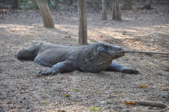 The Largest Komodo Dragon Ever Seen - NewsBreak