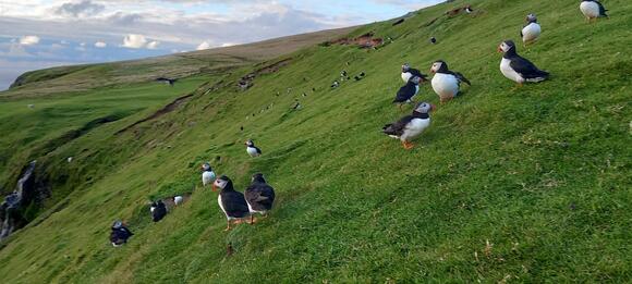 Puffin Day: The Fossil Story of Seabirds That Survived Ice Ages - NewsBreak