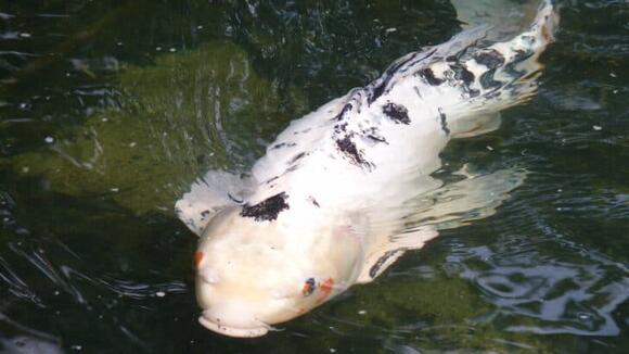 The Magic Fish That Grants Wishes in European Fairy Tales - NewsBreak