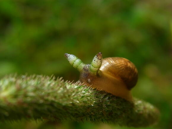 Inside the Zombie Snail: How a Parasite Controls Its Host Like a Puppet ...