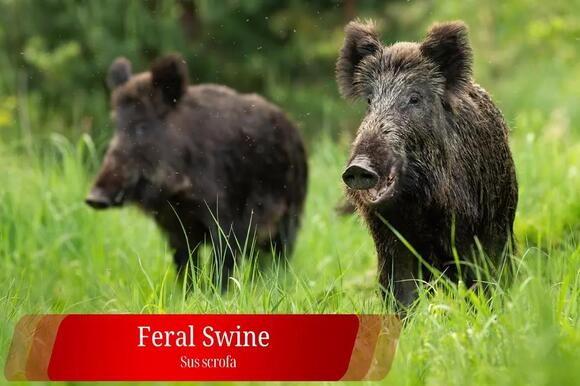 Protecting Washington, 18 Invasive Animals to Watch - NewsBreak