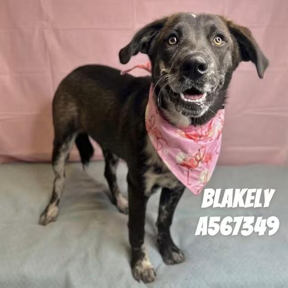 🐶 Playful, Loyal & Loving Dogs Ready for Adoption in Huntsville - NewsBreak