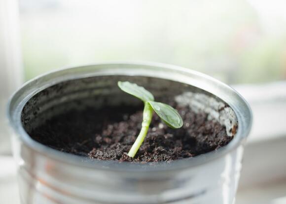 10 Household Items You Can Use for Seed Starting Instead of Buying ...
