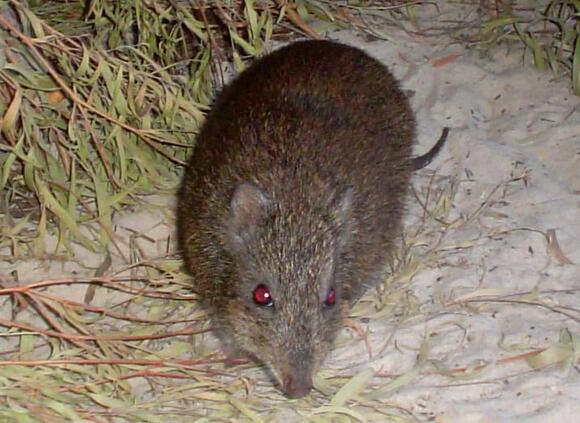 Once Thought Extinct, the Gilbert’s Potoroo Hides Survival Clues in Its ...