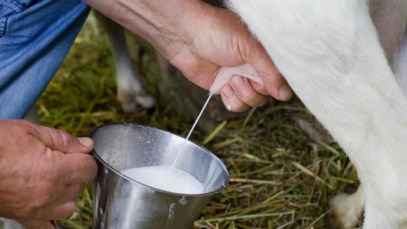 New study uncovers disturbing threat lurking in cattle meat and milk ...