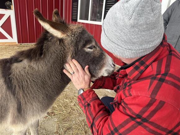MSP helps find miniature donkey named Dolly Parton after farm escape ...